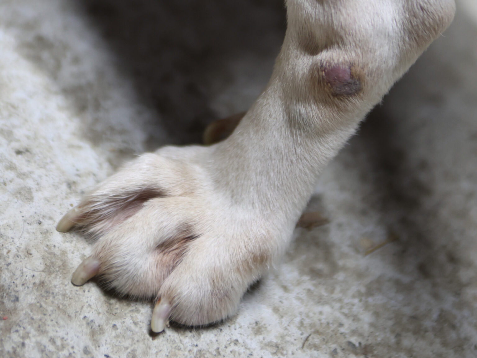 狩猟犬「薩摩ビーグル」の魅力 | イングリッシュセッターをお探しなら奥日田犬舎