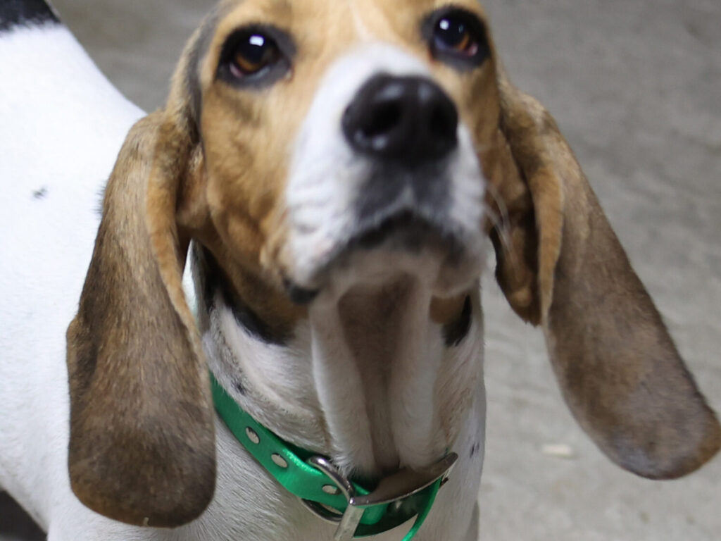 狩猟犬「薩摩ビーグル」の魅力 | イングリッシュセッターをお探しなら奥日田犬舎