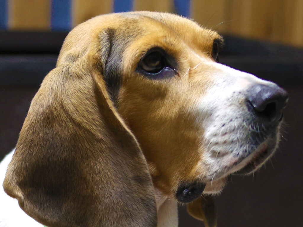 狩猟犬「薩摩ビーグル」の魅力 | イングリッシュセッターをお探しなら奥日田犬舎