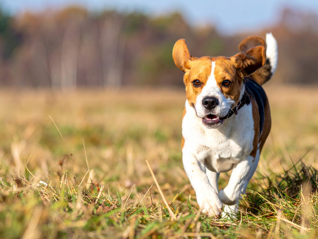 狩猟犬「薩摩ビーグル」の魅力 | イングリッシュセッターをお探しなら奥日田犬舎