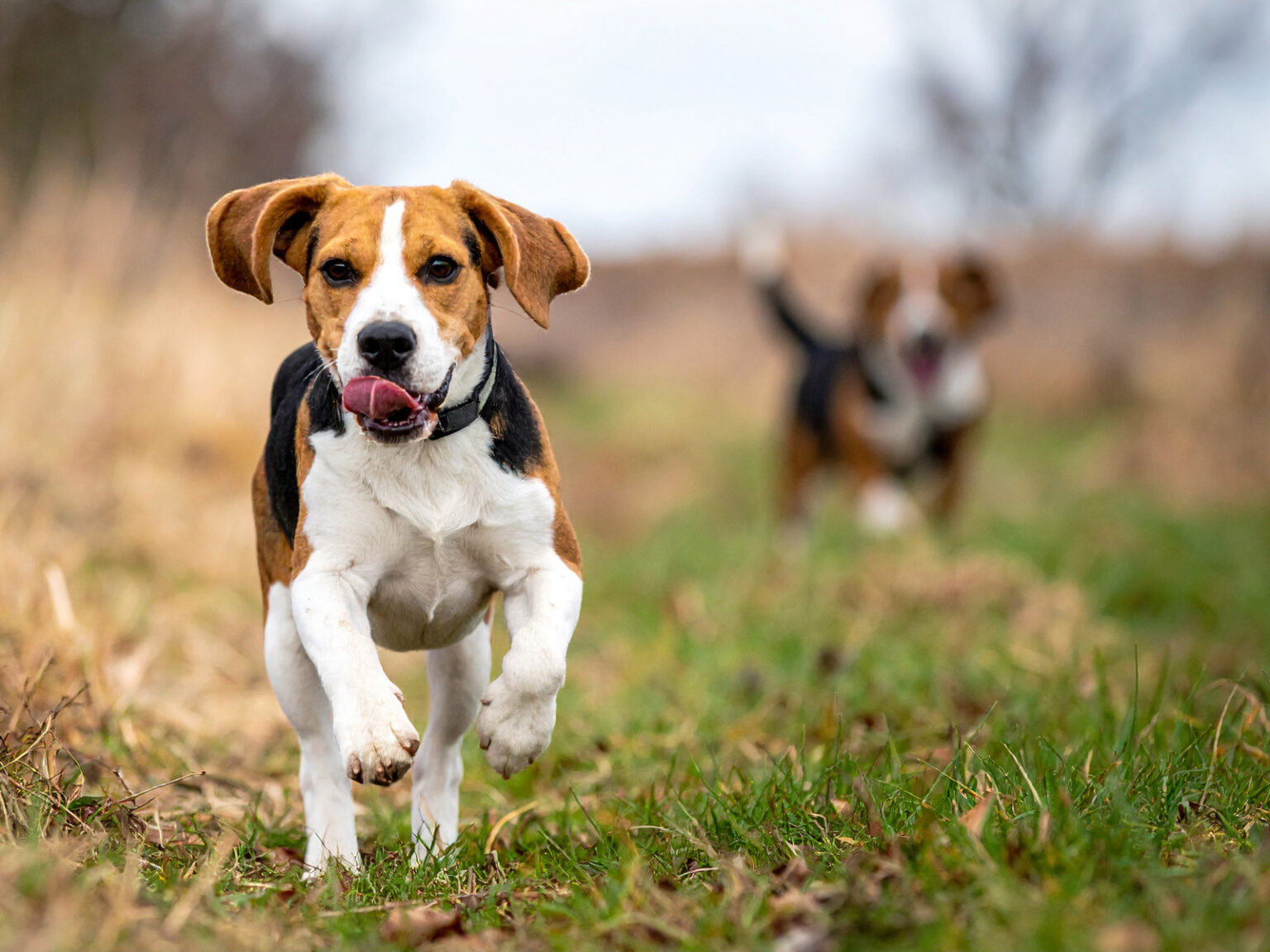 狩猟犬「薩摩ビーグル」の魅力 | イングリッシュセッターをお探しなら奥日田犬舎