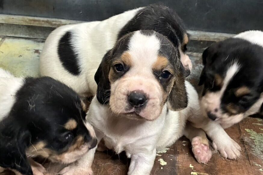 狩猟犬「薩摩ビーグル」の魅力 | イングリッシュセッターをお探しなら奥日田犬舎